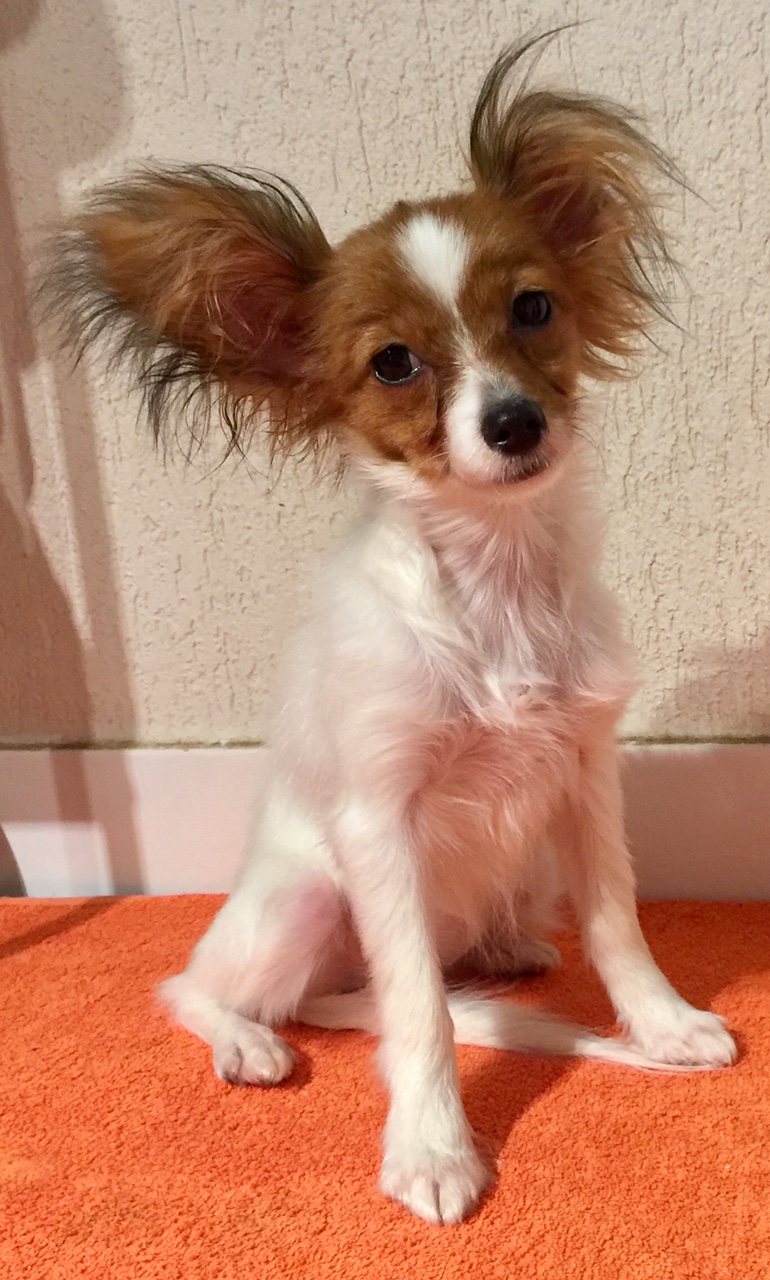 Neues Zuhause gesucht